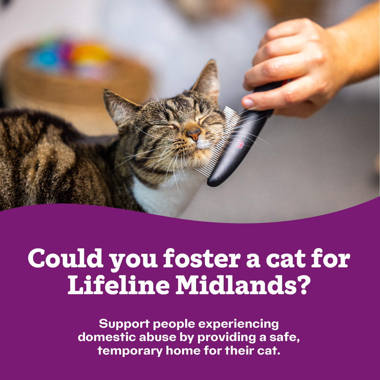 Cat Foster Carer – PAWS Protect | Bromsgrove and Redditch Network